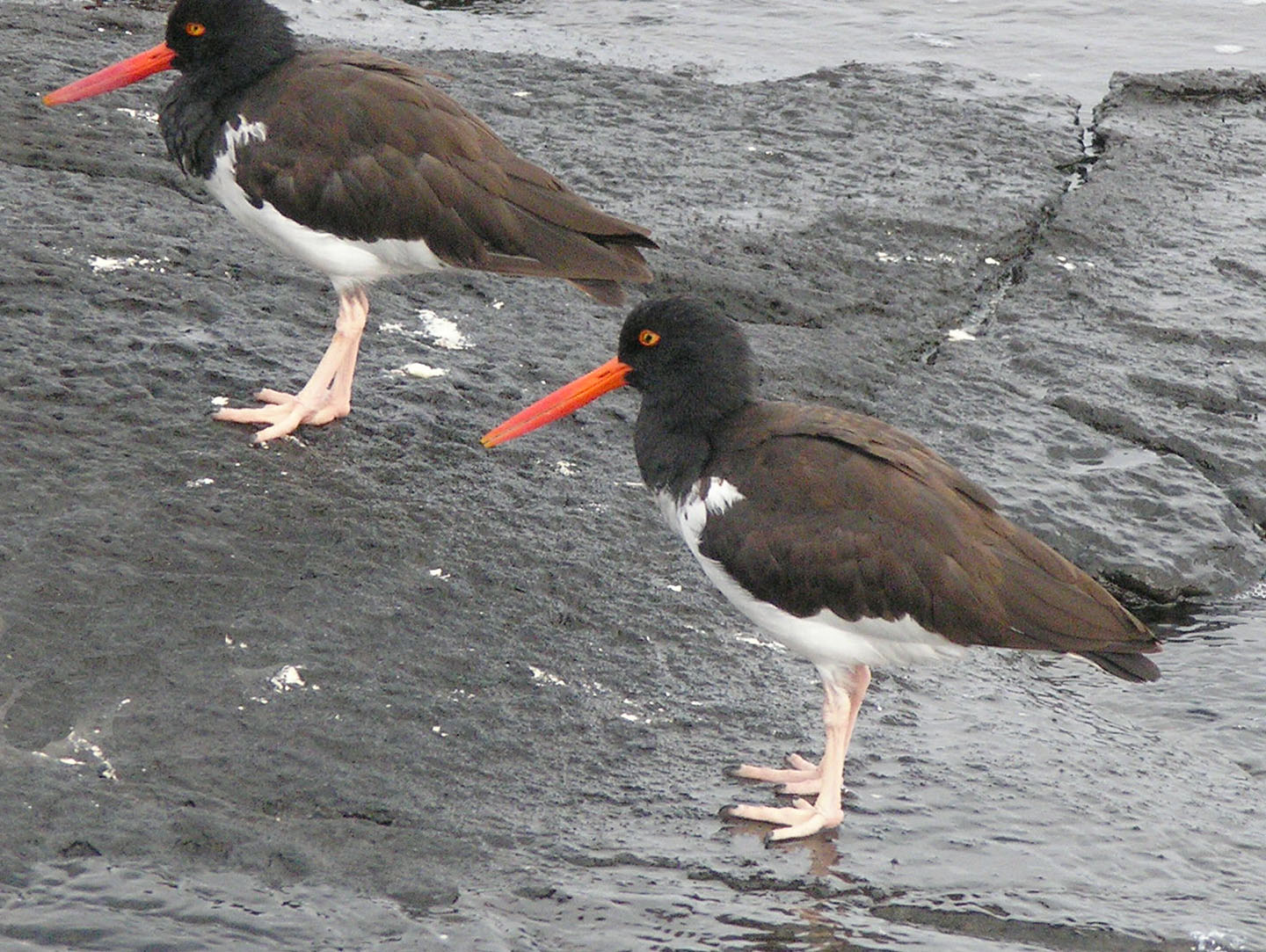 Birds of Galapagos – Ruth Rosenfeld