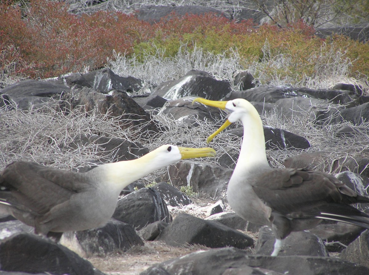 Birds of Galapagos – Ruth Rosenfeld